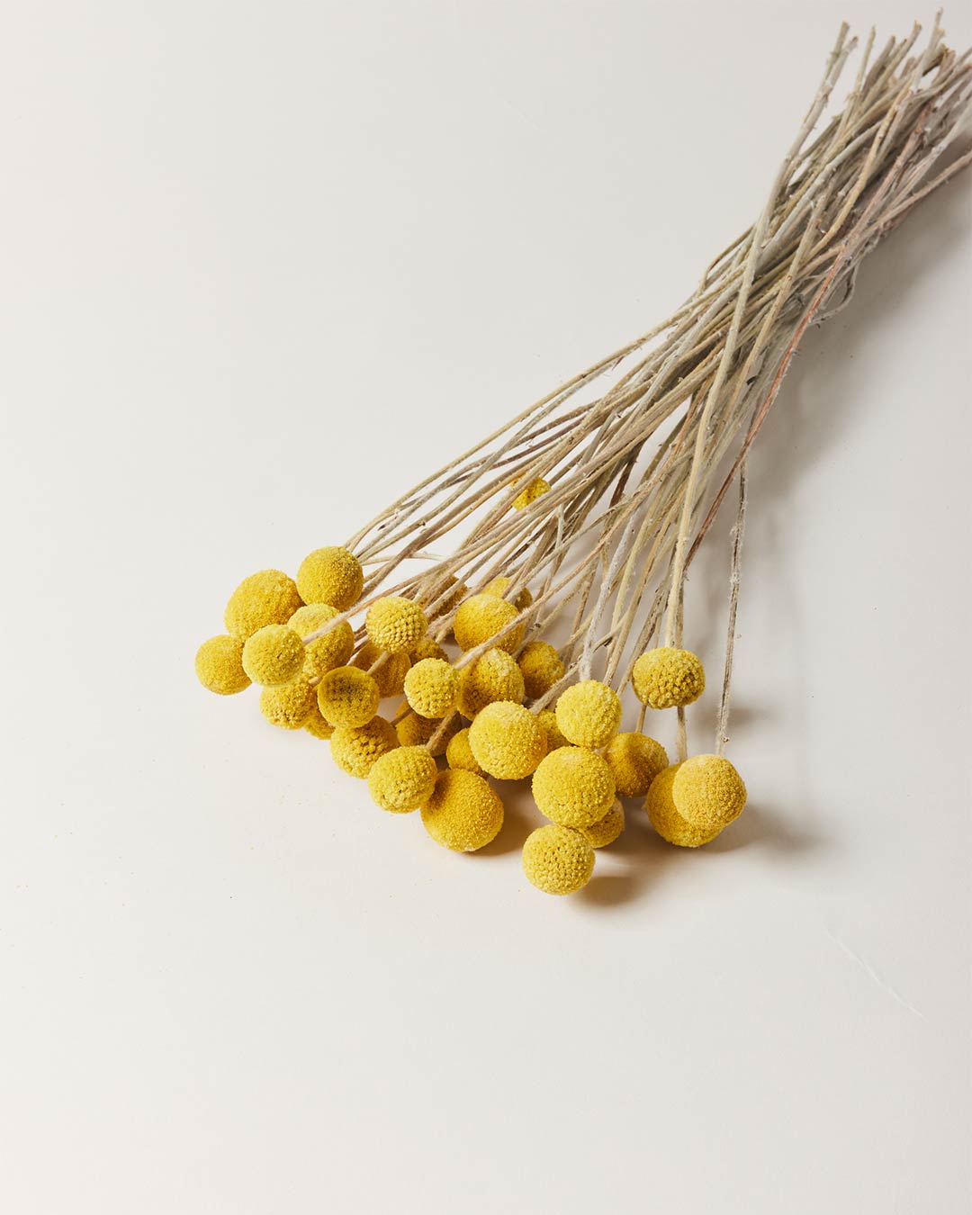 Farmhouse Pottery - Billy Buttons