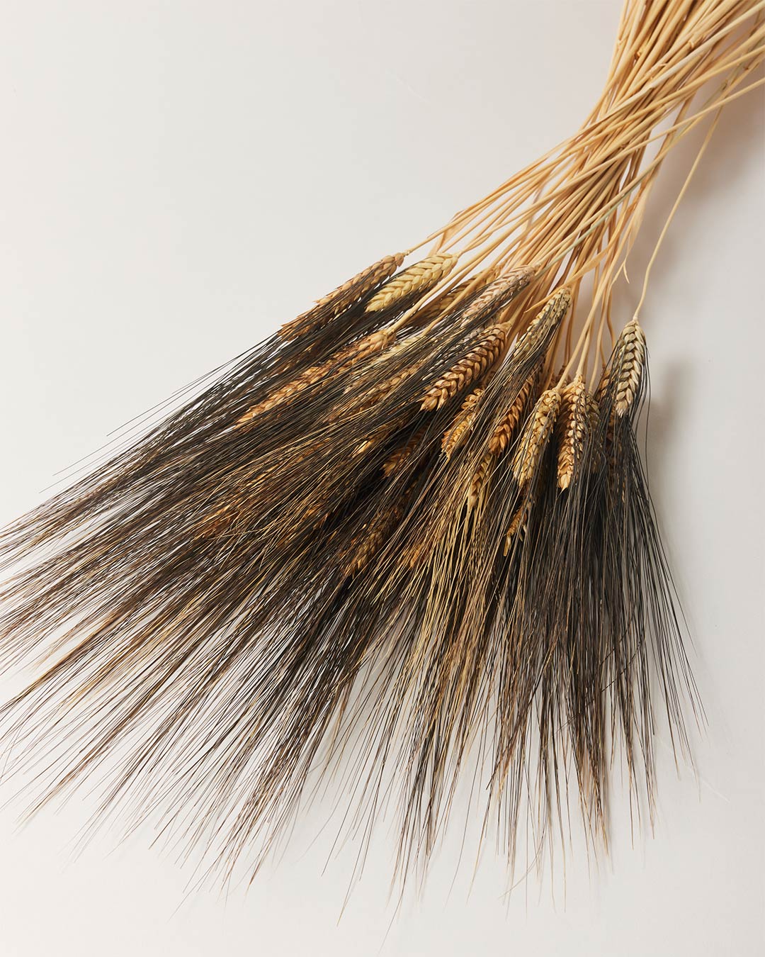 Wheat Bundle Wheat, Approx. 66 Cm Tall By 10 Cm Wide Dried Cereal